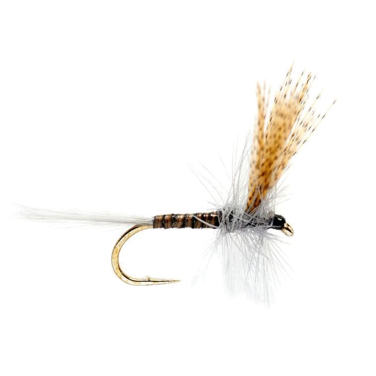 Quill Gordon — Boutique Salmo Nature