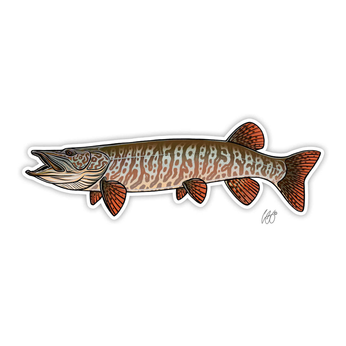 Tiger Muskie Sticker — Boutique Salmo Nature