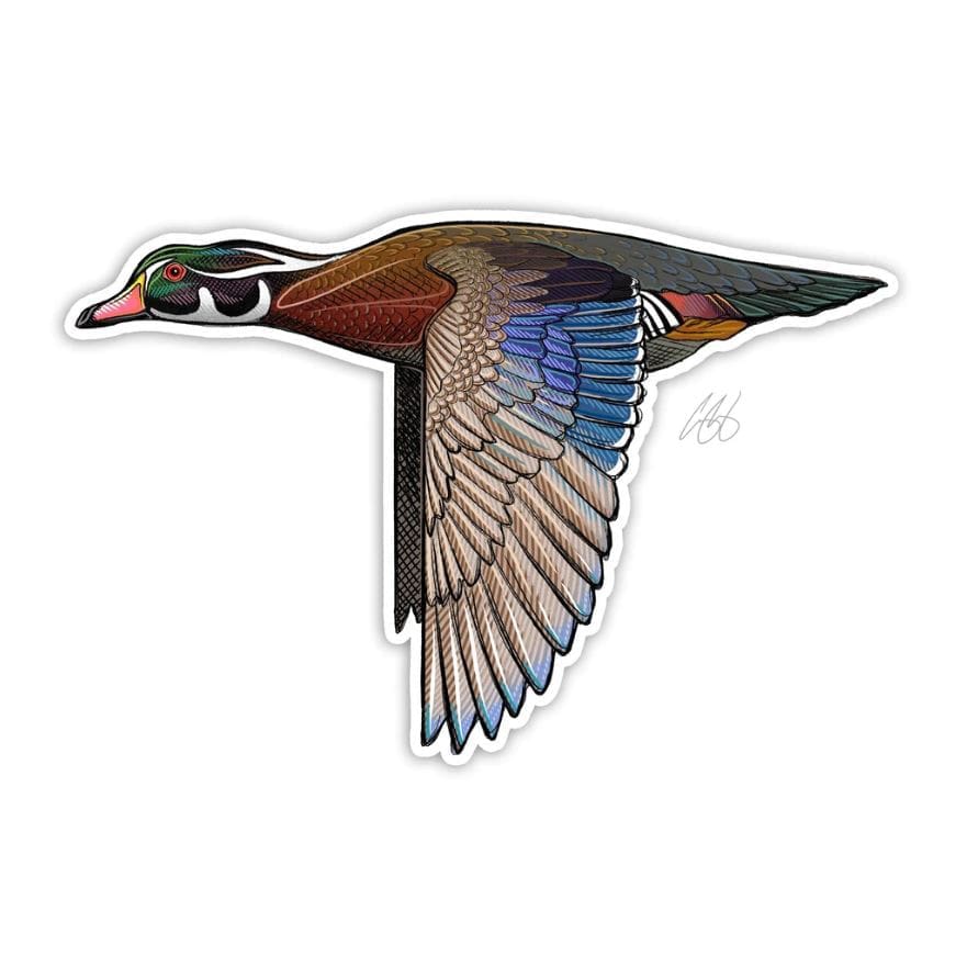 Wood Duck Sticker — Boutique Salmo Nature